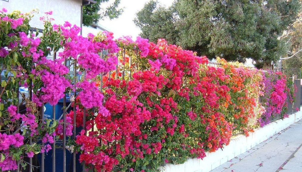 10 Ide Tanaman yang Bisa Dijadikan Pagar untuk Rumahmu