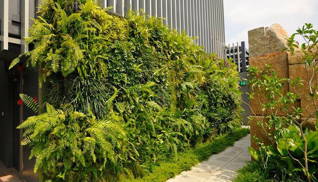 10 Ide Tanaman yang Bisa Dijadikan Pagar untuk Rumahmu