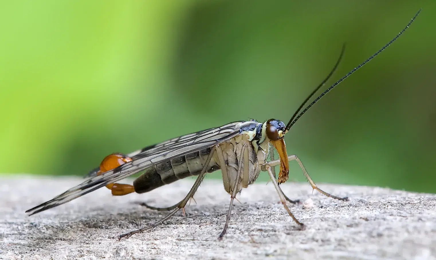 10 Serangga Unik yang Wajib Diketahui Inscet Enthusiasts