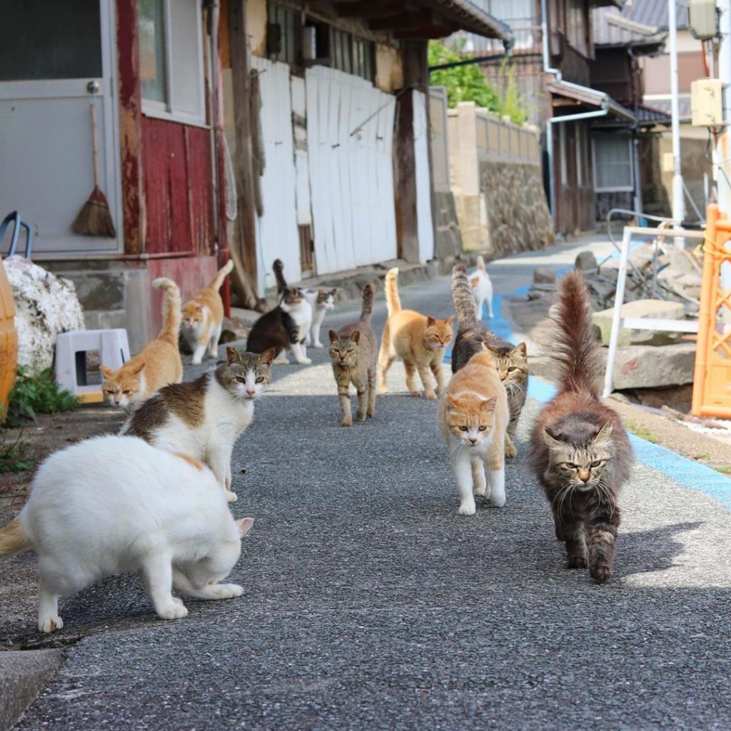 13 Fakta Tentang Kucing yang Harus Kamu Ketahui - Bobobox Blog