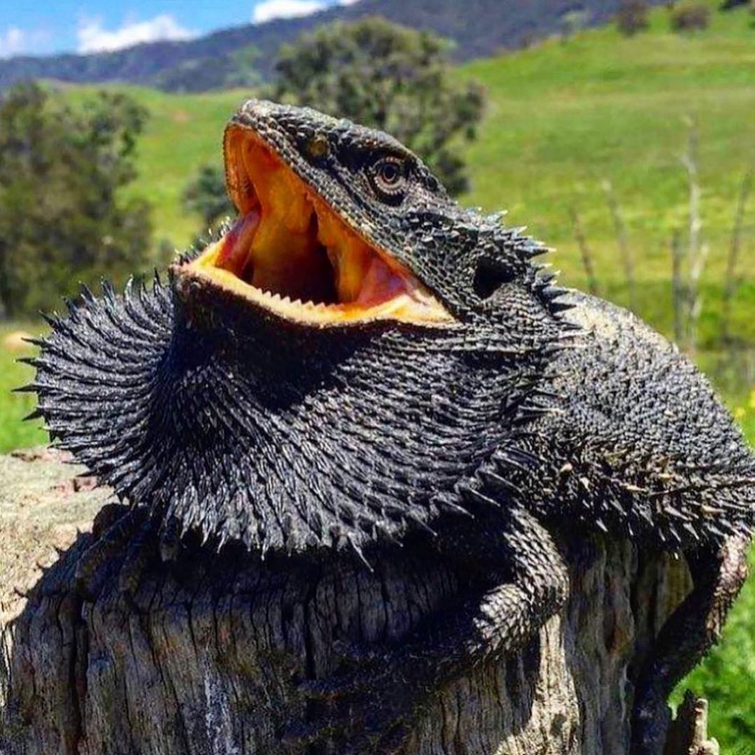 9 Fakta Bearded Dragon yang Digandrungi Pecinta Reptil