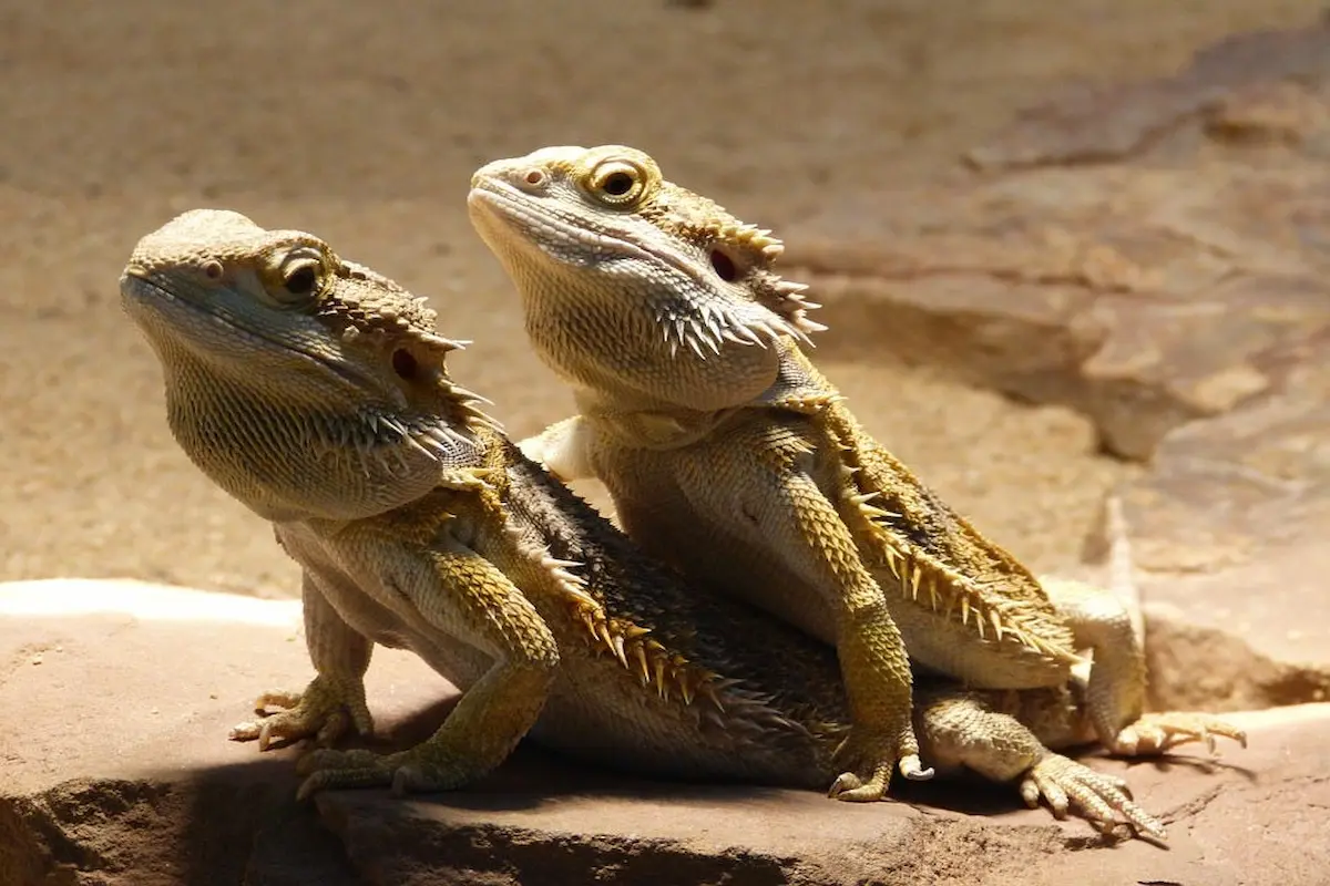 9 Fakta Bearded Dragon yang Digandrungi Pecinta Reptil
