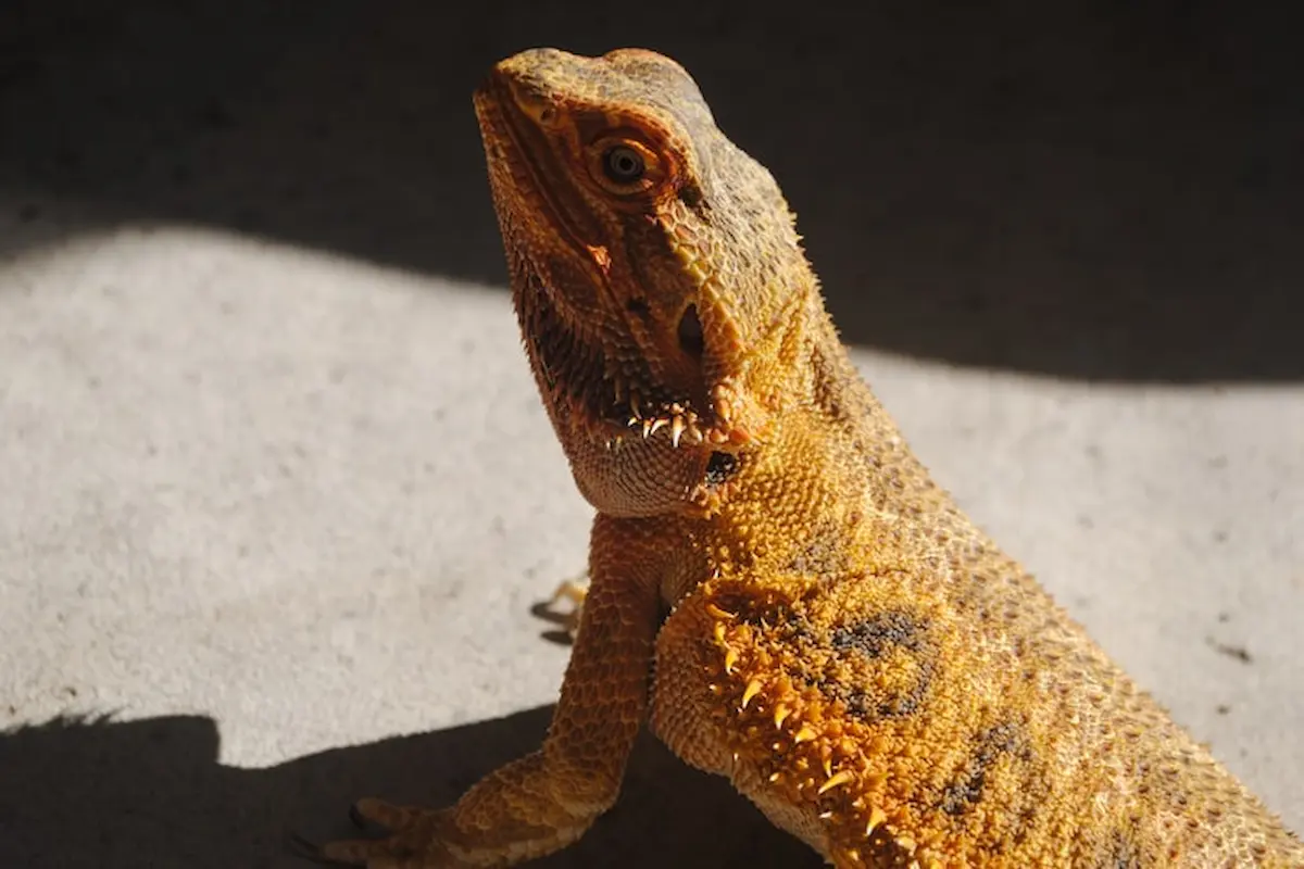 9 Fakta Bearded Dragon yang Digandrungi Pecinta Reptil