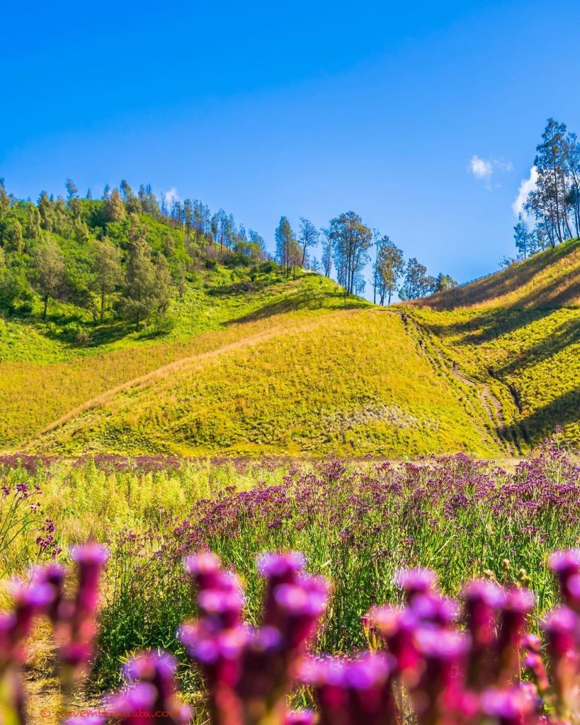9 Gunung dengan Padang Rumput yang Paling Indah di Indonesia ...