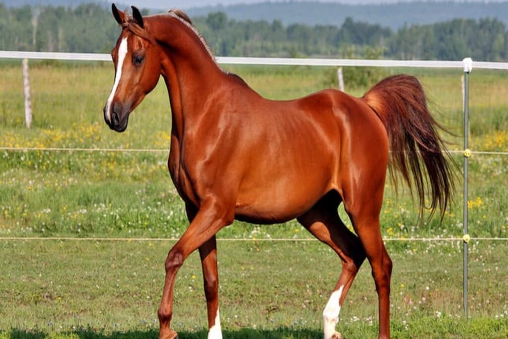 20 Hewan Peliharaan Paling Mahal di Dunia, Menakjubkan!