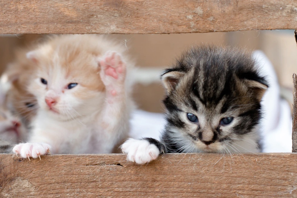 Inilah 7 Spesies Kucing Paling Lucu yang Bikin Kamu Gemes Terus!
