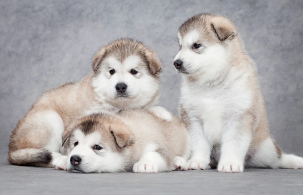 Dog Lovers Wajib Tahu! Berikut Cara Menghitung Umur Anjing!