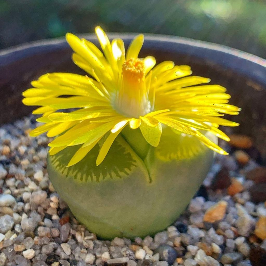 Lucu dan Menggemaskan! Yuk Kenalan dengan Lithops, si Batu Hidup