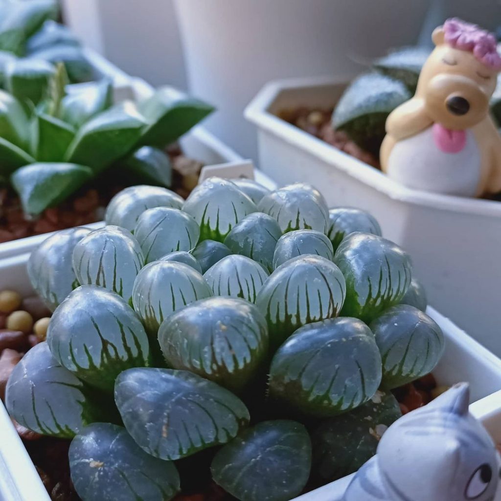 Suka Memelihara Sukulen? Ketahui Jenis-Jenis Sukulen yang Unik dan ...