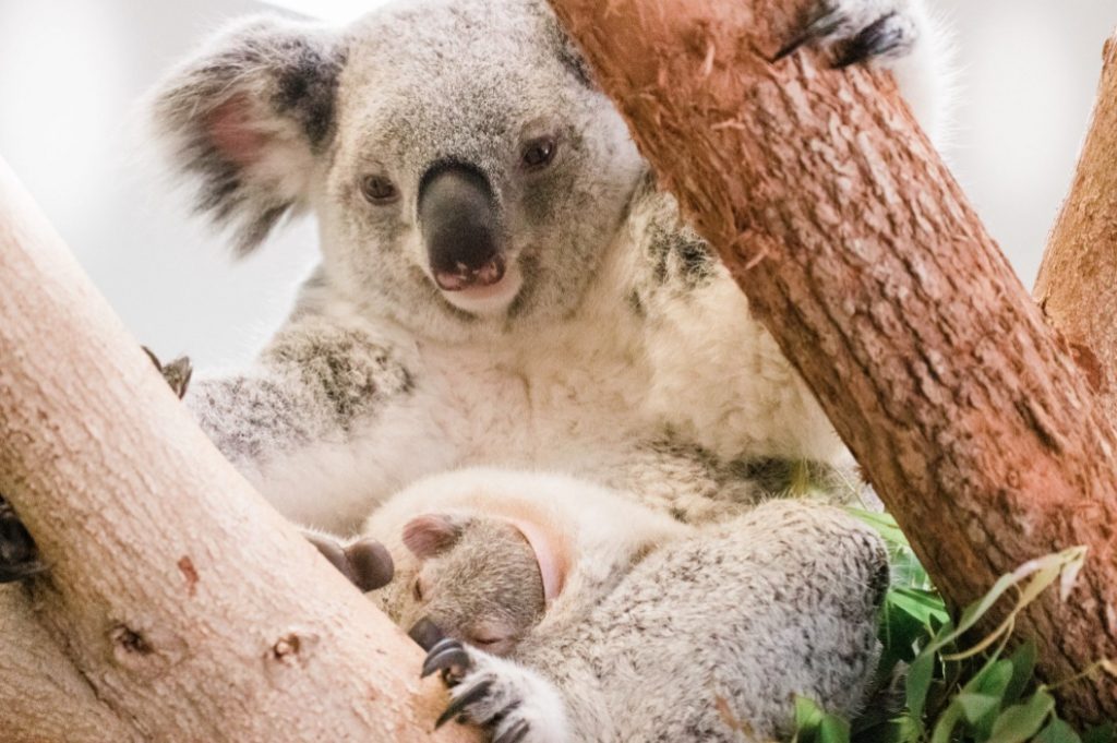 Fakta Menarik Tentang Koala Buat Kamu yang Ingin Kenalan dengan Si Imut ...