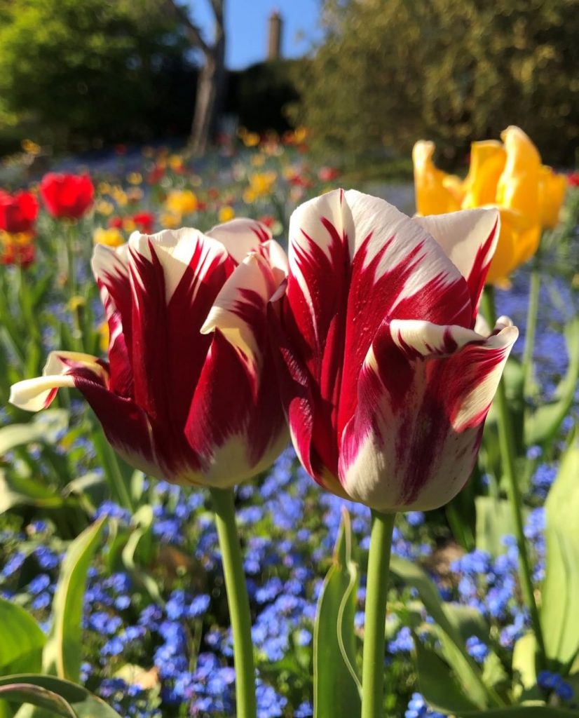 Tak Hanya Indah, Berikut Fakta-Fakta Tentang Bunga Tulip yang Perlu ...