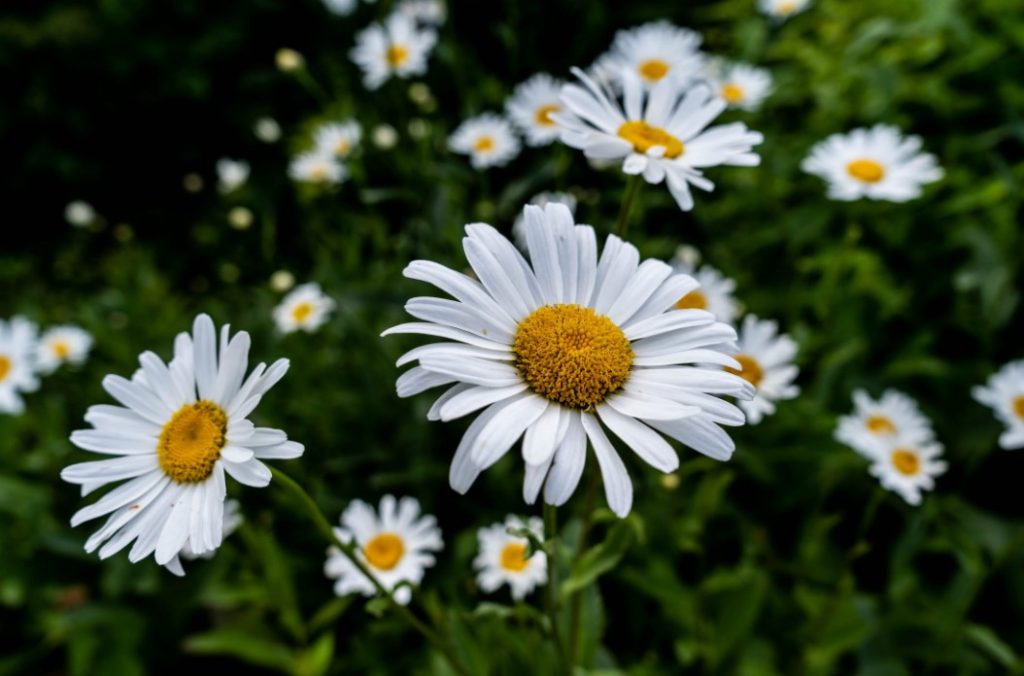 Sebelum Memberi Bunga, Ketahui Dulu Arti dan Bahasa Bunga Ini