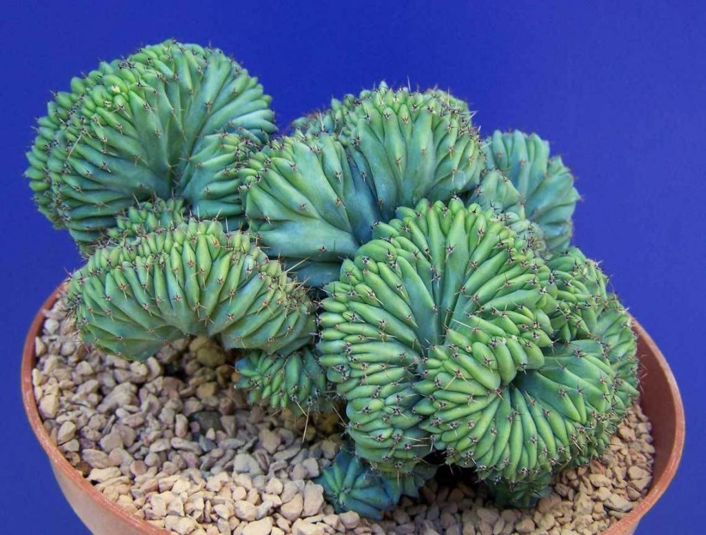 Hobby Koleksi Kaktus? Simak Jenis-Jenis Kaktus Paling Langka di Dunia