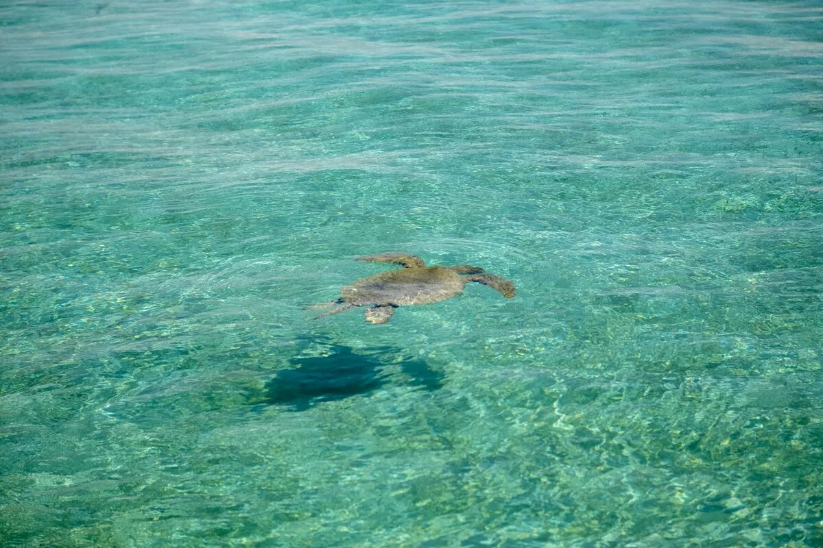 7 Jenis Penyu Laut dan Tempat Terbaik Melihatnya di Indonesia