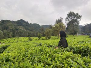 5 Tempat Wisata Kebun Teh Puncak Bogor yang Asri dan Sejuk