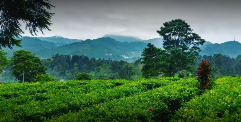 5 Tempat Wisata Kebun Teh Puncak Bogor yang Asri dan Sejuk
