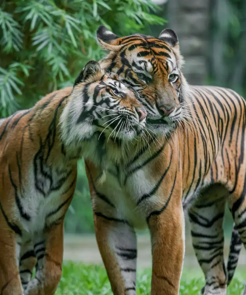 10 Perbedaan Bali Zoo dan Bali Safari Park, Apa Saja?
