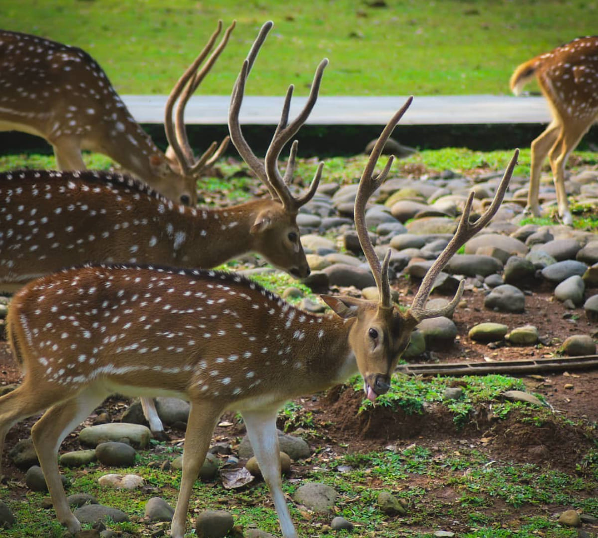 4 Fakta Rusa Istana Bogor yang Menarik Untuk Diketahui