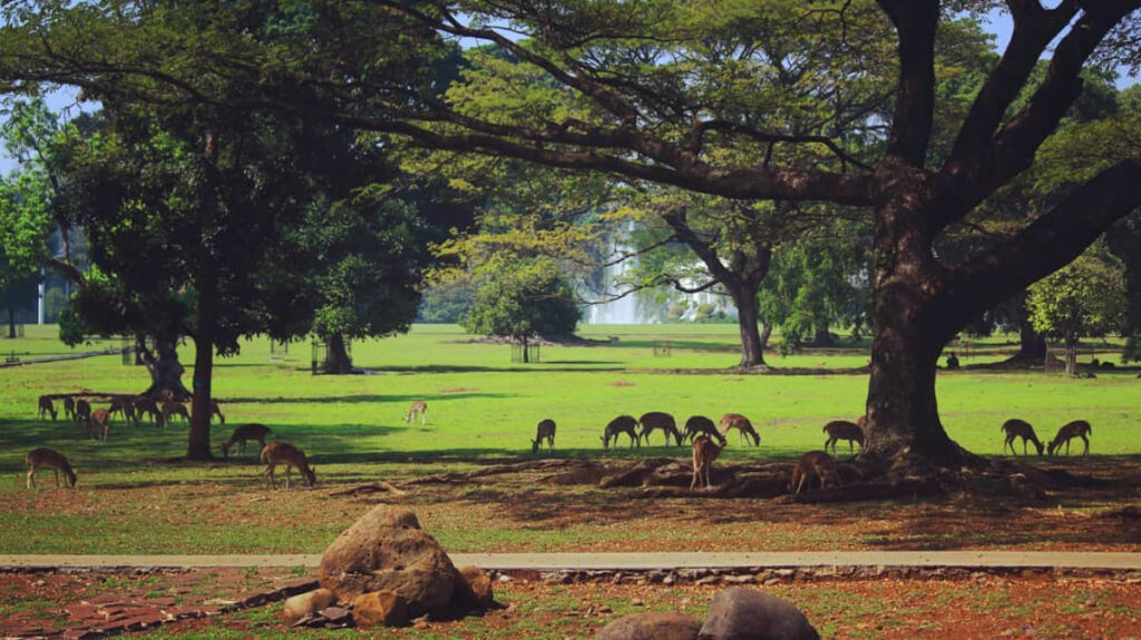 4 Fakta Rusa Istana Bogor yang Menarik Untuk Diketahui