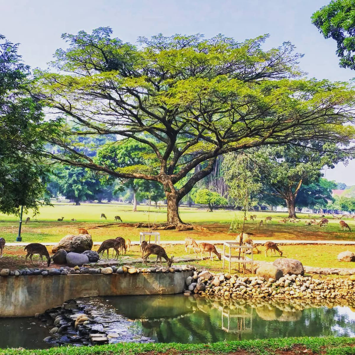 4 Fakta Rusa Istana Bogor yang Menarik Untuk Diketahui