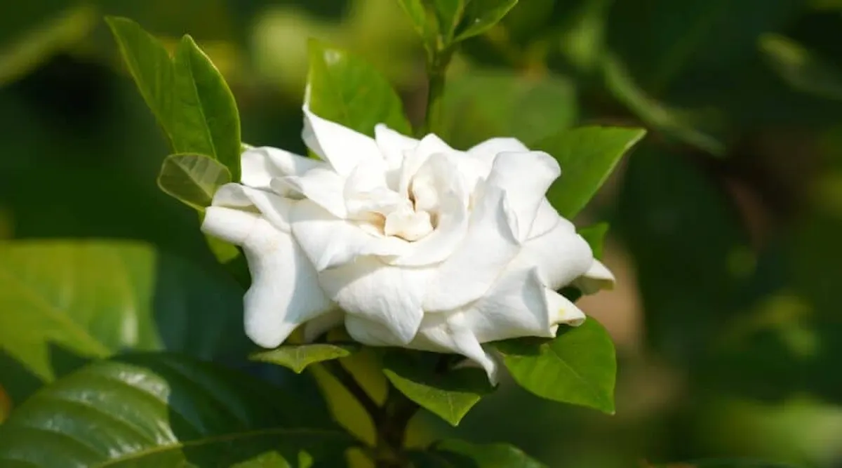 10 Bunga Terwangi di Dunia, Mana yang Kamu Suka?