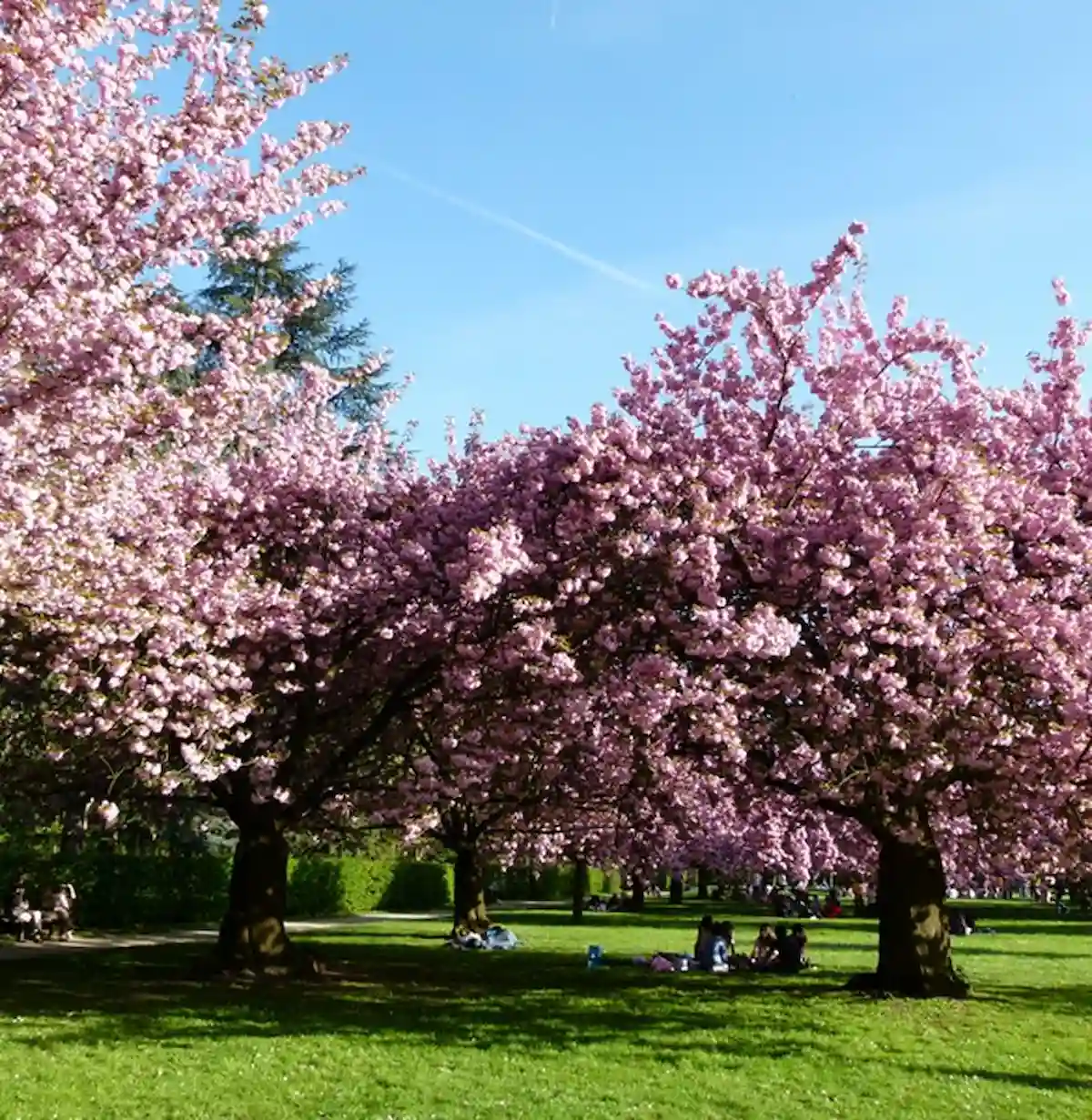12 Taman Bunga Terindah di Indonesia, Ada Daerahmu Nggak?