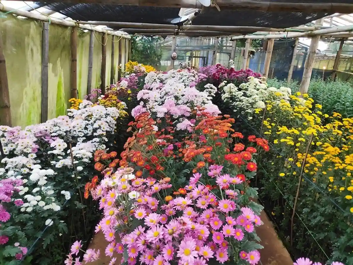 12 Taman Bunga Terindah di Indonesia, Ada Daerahmu Nggak?