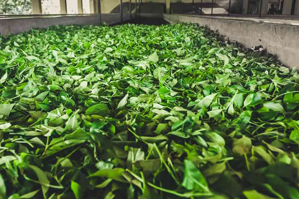 Dari Kebun ke Gelas: Sejarah dan Proses Pembuatan Teh di Pangalengan