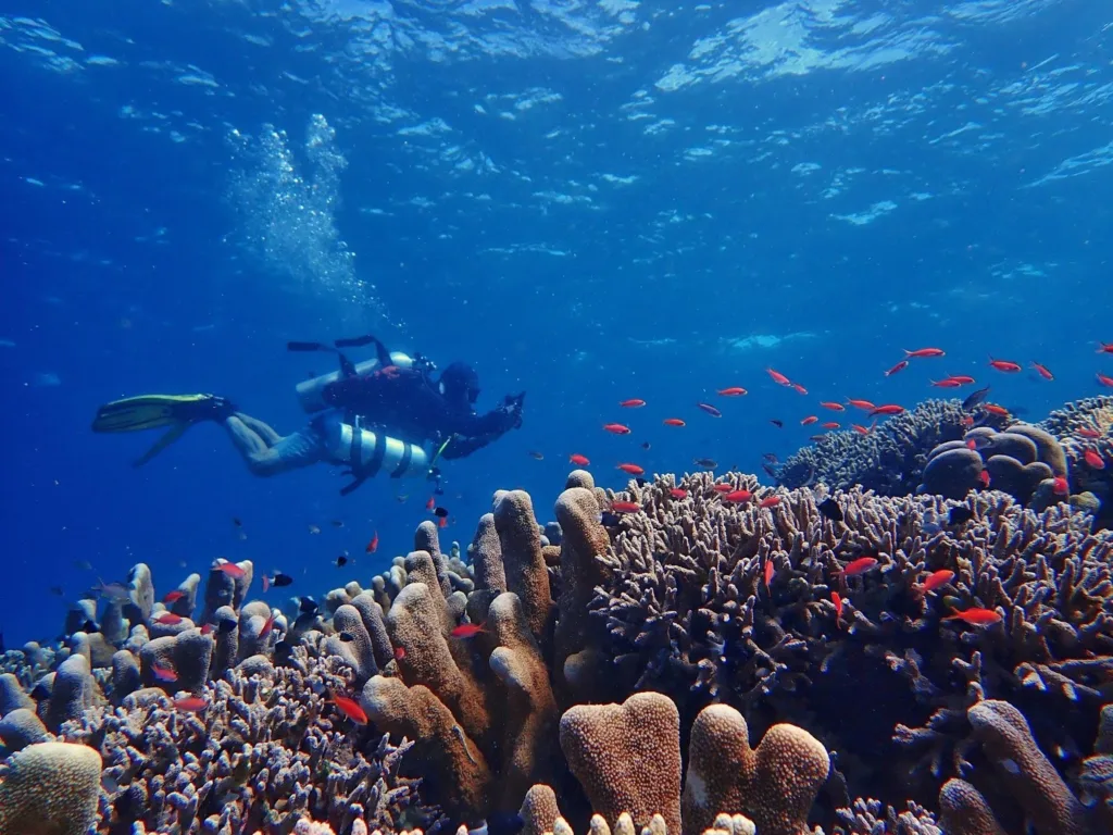 Here’s All You Need to Know about Bunaken National Marine Park!