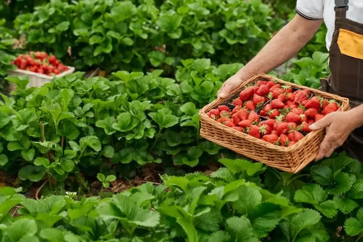 10 Tempat Wisata Gratis di Bogor: Rekomendasi Tempat Serunya