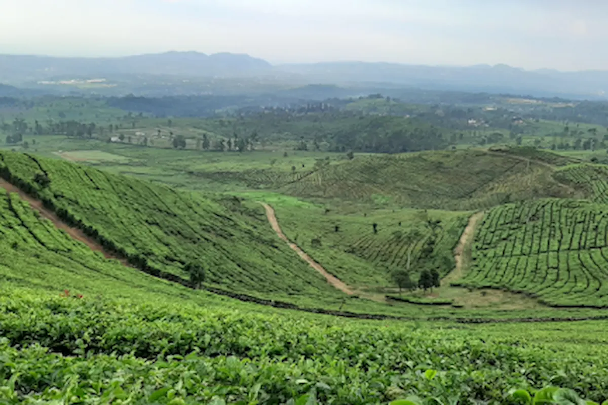 9 Tempat Wisata di Subang yang Lagi Hits dan Digemari!