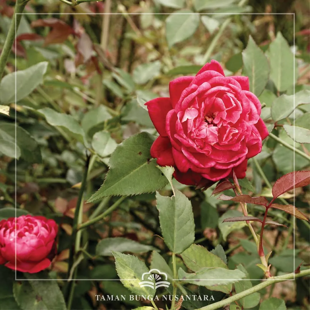 26 Tempat Outbound di Bogor Paling Memicu Adrenalin