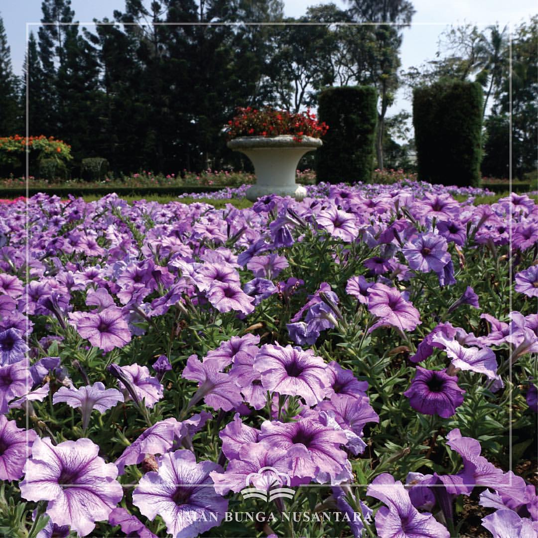 Wisata Taman Bunga Nusantara: Surganya Bunga di Cianjur