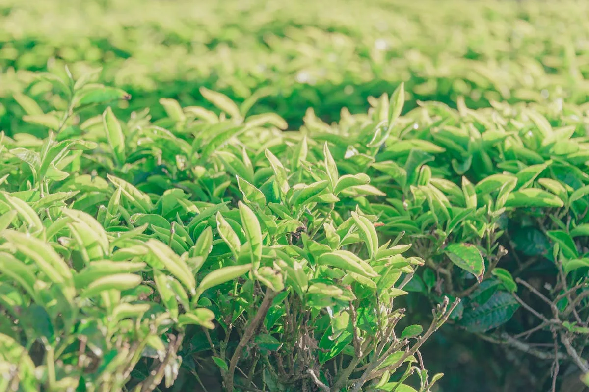 10 Rekomendasi Kebun Teh Bandung Paling Cocok Buat Healing