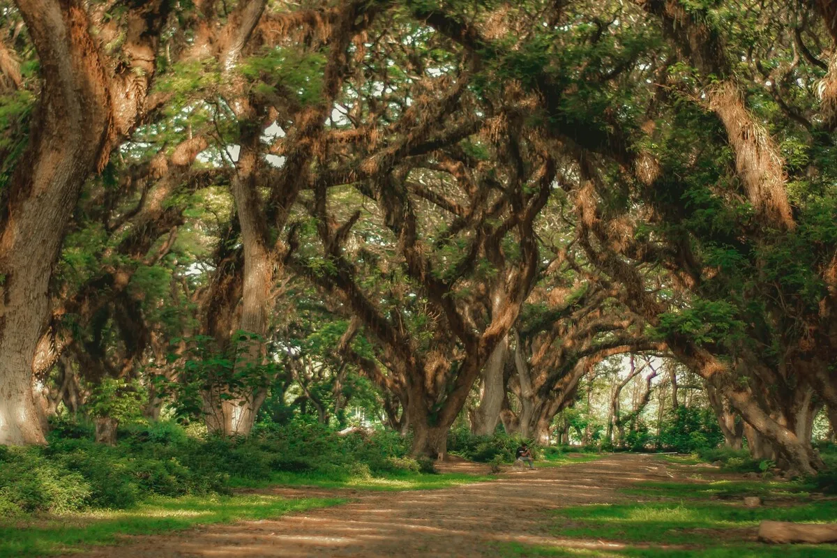 Pesona Hutan De Djawatan Banyuwangi: Mirip Dunia Fantasi!