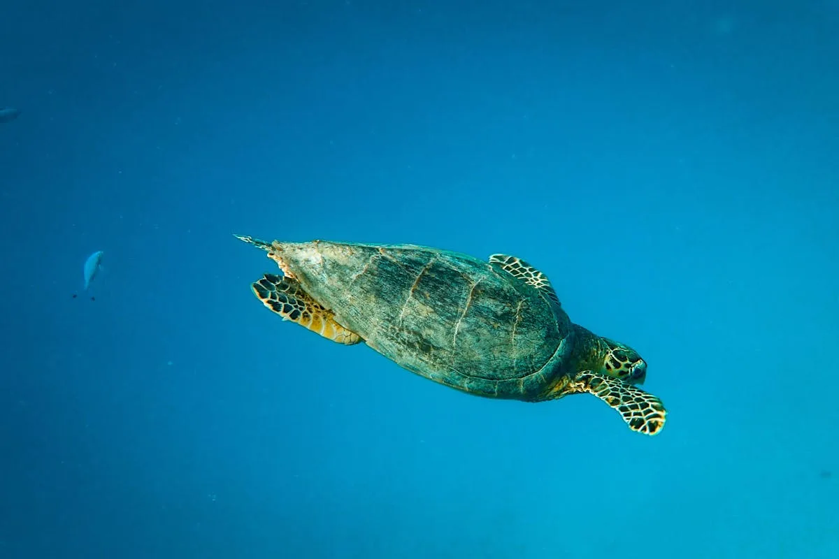 7 Jenis Penyu Laut dan Tempat Terbaik Melihatnya di Indonesia