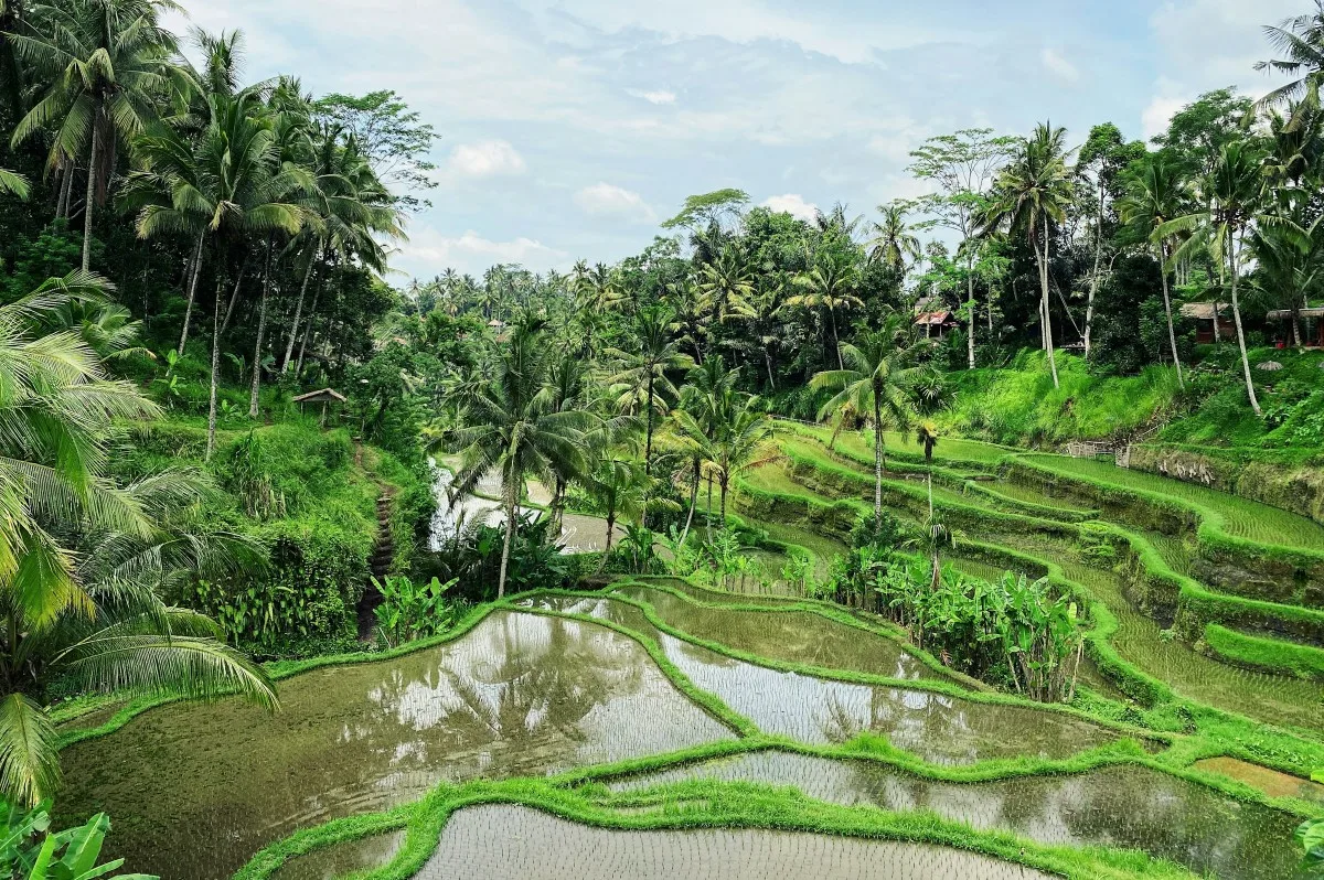 5 Kegiatan Wisata di Ubud untuk Lebih Dekat dengan Alam