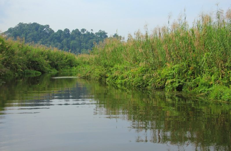 Tidak Kalah Indah, Intip 6 Destinasi Wisata Rawa-rawa di Indonesia ...
