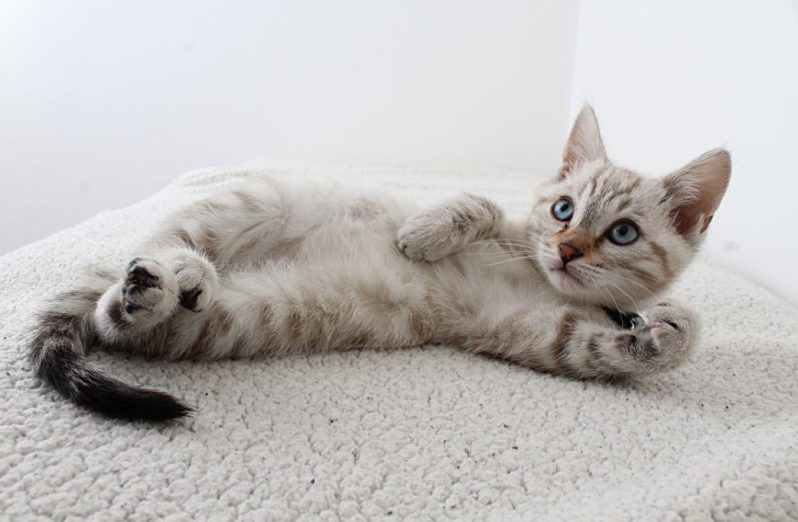 Mau Adopsi Kucing ? 7 Breeder Kucing Jakarta yang Bisa Dikunjungi!