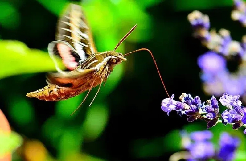 10 Serangga Unik yang Wajib Diketahui Inscet Enthusiasts