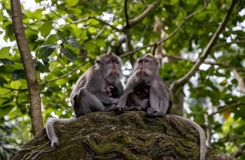 15 Tempat Wisata di Ubud yang Lagi Hits untuk Kamu Kunjungi