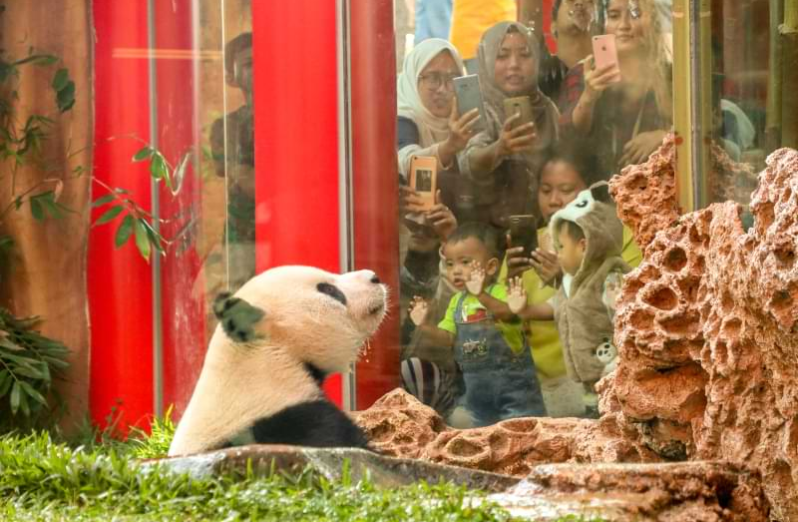 Liburan Sambil Edukasi Satwa Lewat Berbagai Aktivitas di Taman Safari Bogor