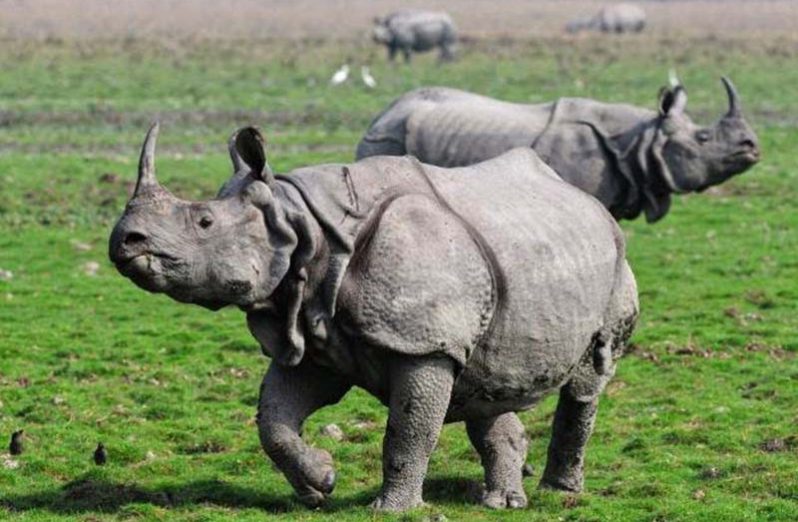 Selamat Hari Badak Sedunia! Apa Kabar Badak di Indonesia pada Tahun 2022?