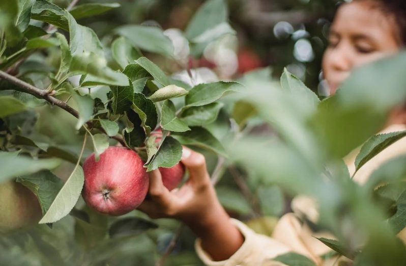 6 Wisata Petik Buah Apel Malang yang Asik, Di Mana Saja?